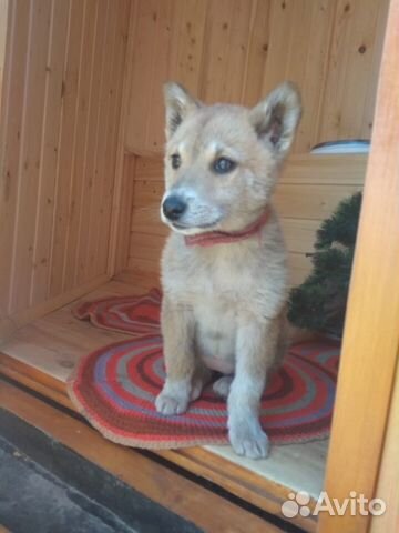 Метиски лайчата в добрые руки