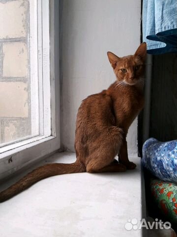 Котик Марио