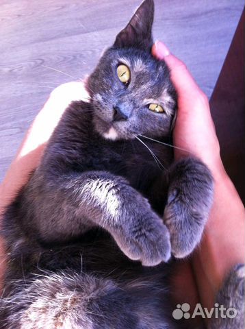 Леди-Мур, ягодная кошка Черри