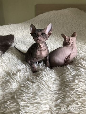 Котята Донской сфинкс