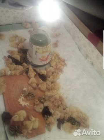 Перепела суточные