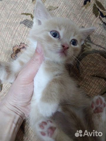 Котята