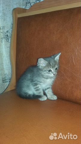 Хорошие котята