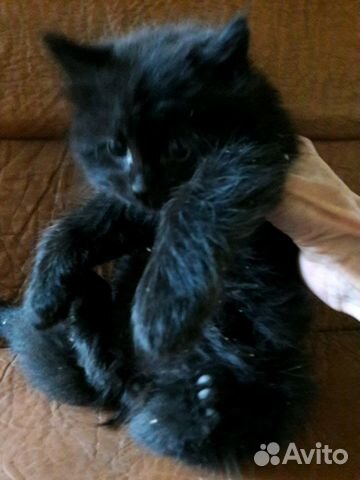 Красивый черный котеночек