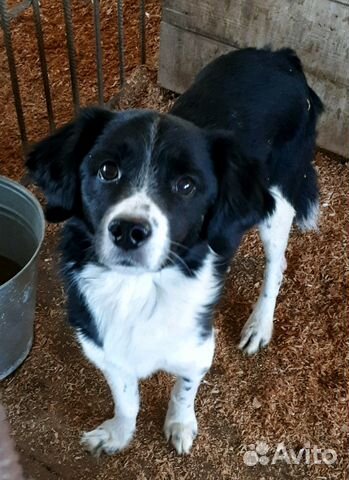 Мартин отдам в добрые руки