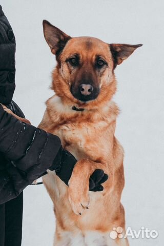 Василиса - метис бельгийской овчарки