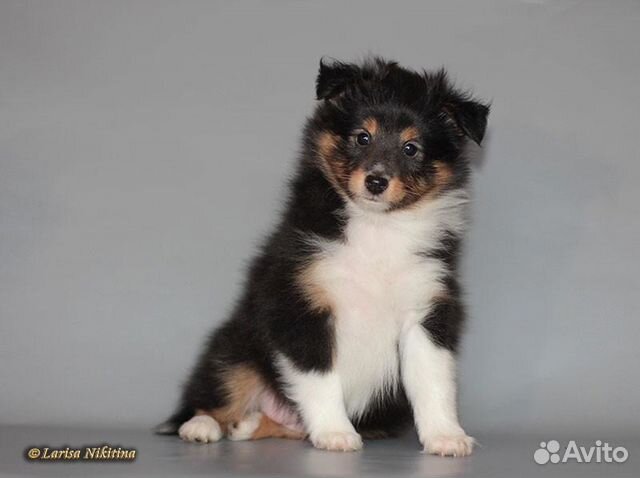 Подрощенная девочка шелти