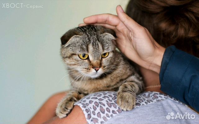 Шотландская вислоухая