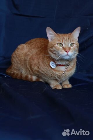Безмерно ласковый ярко рыжий котенька