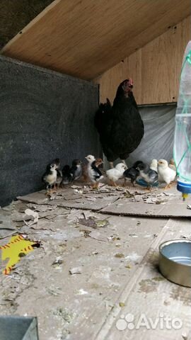 Цыплята деревенские