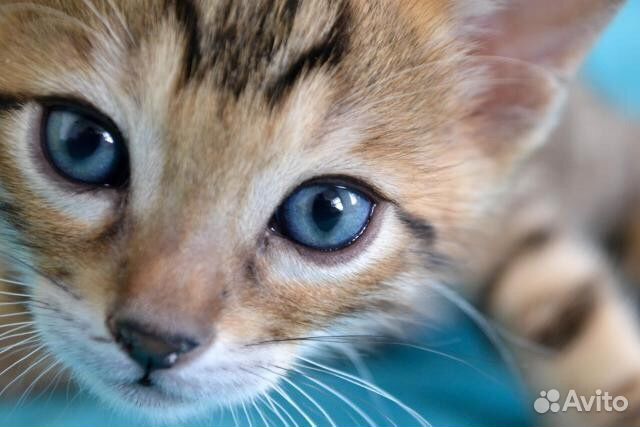 Бенгальские котята