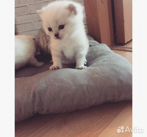 Шотландские котята
