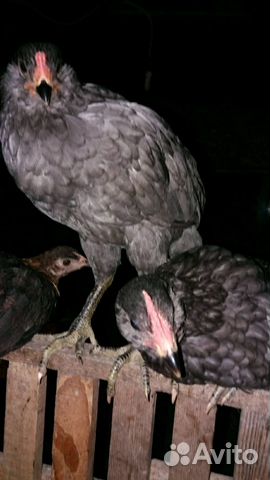 Молодые курочки и петухи