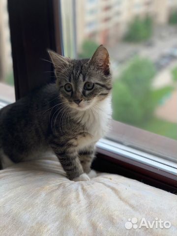 Плюшевый Кузя в добрые руки