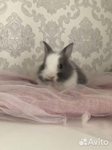 Карликовый кролик