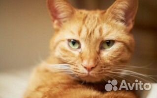 Рыжий кот Мартин из приюта ищет дом и добрые руки