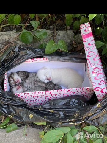 Котята