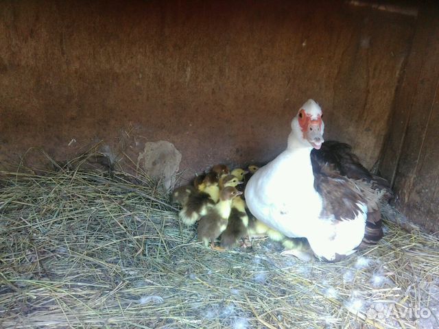 Индоутята(шептуны)