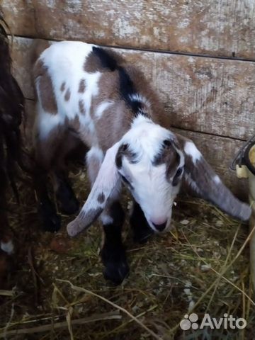 Нубийский козленок