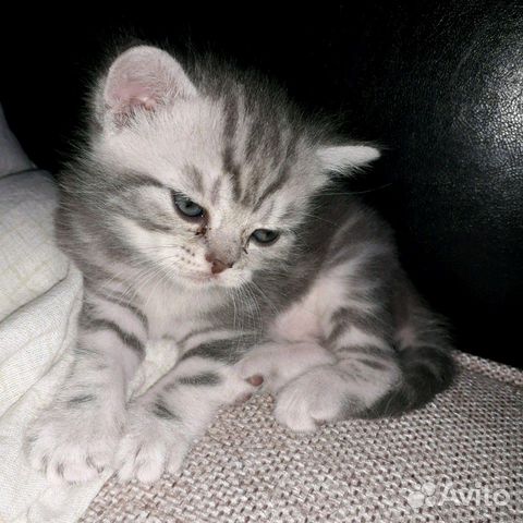 Шотландский котенок