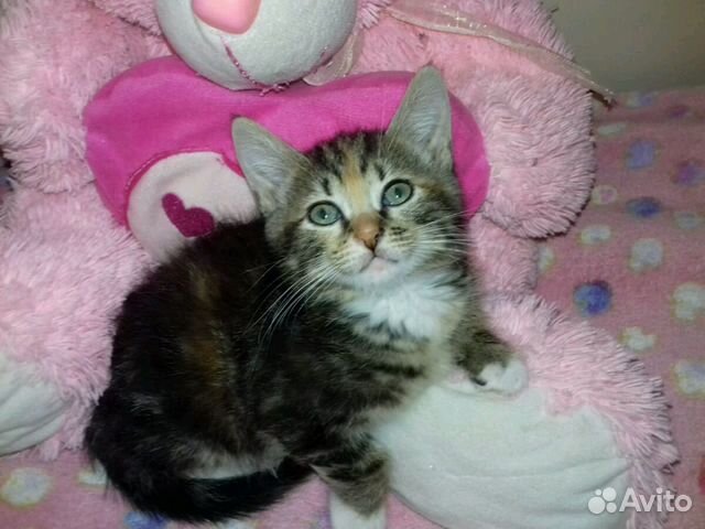 Котенок Карамелька (младшая)