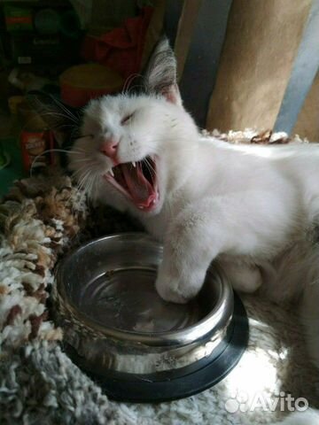 Молоденькая кися по имени Талия ищет семью, 7 мес