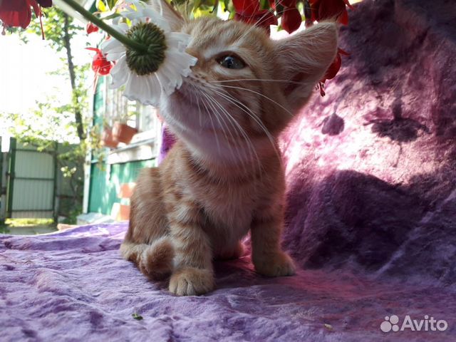 Котёнок 2 мес мальчик в добрые руки