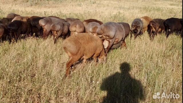 Бараны овцы гиссарские