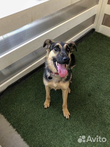 Щенулька красотулька