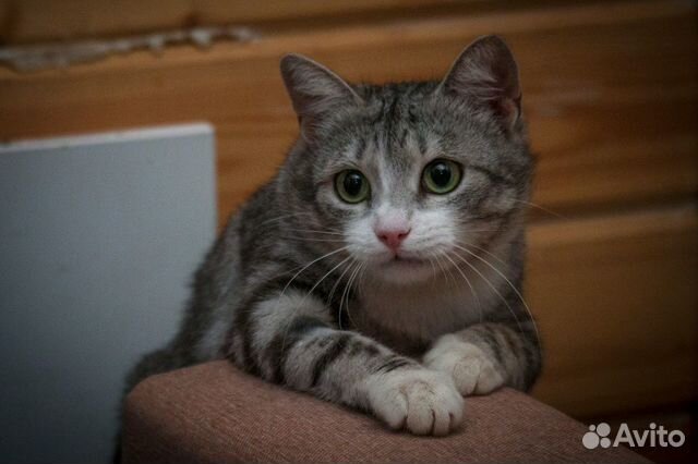 Мраморная Клёпа ищет дом