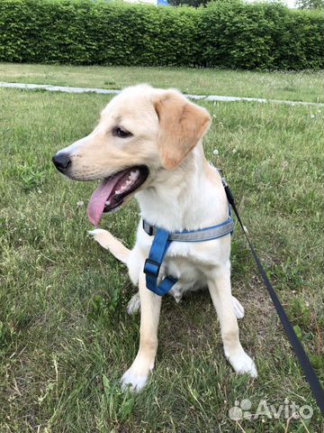 Лабрадор мальчик