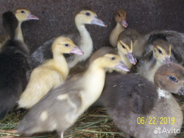 Индоутята от голубых родителей