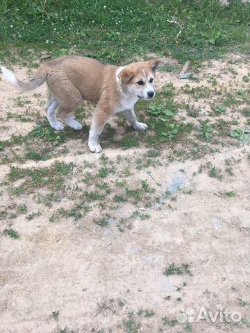 Щенок помесь акита-ину (мальчик)