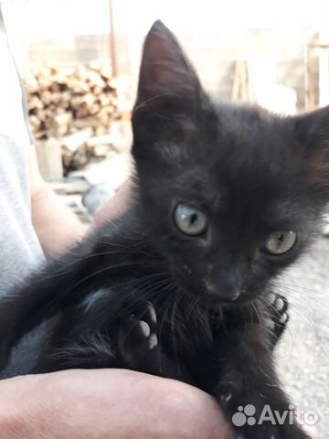Отдам кошечку