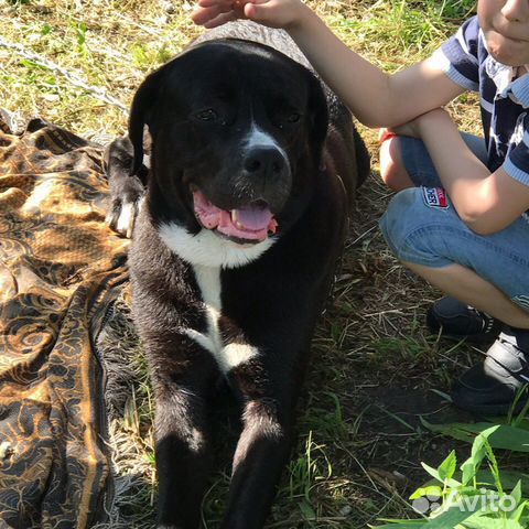 Чарлику очень нужен дом