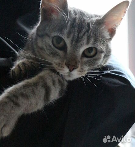 Преданный кот в добрые руки