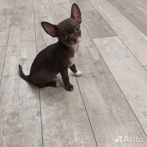 Чихуахуа необыкновенно красивые шоколадки