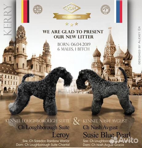 Керри Блю Терьер щенки