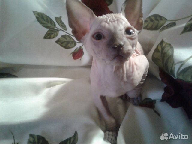 Продам девочку, ластик