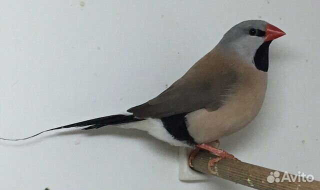 Амадина острохвостая, самец