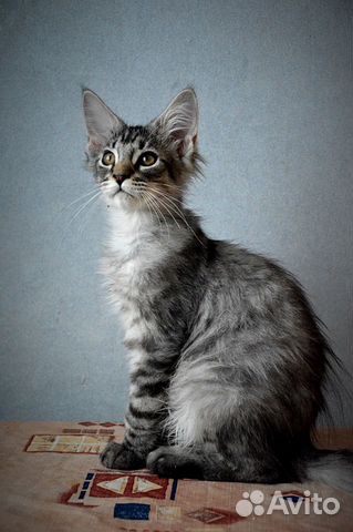 Мальчик Мажор.котёнок мейн-кун