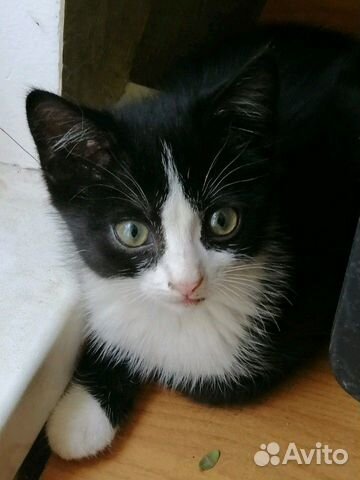 Котенок