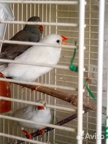 Амадины(китайские воробьи)