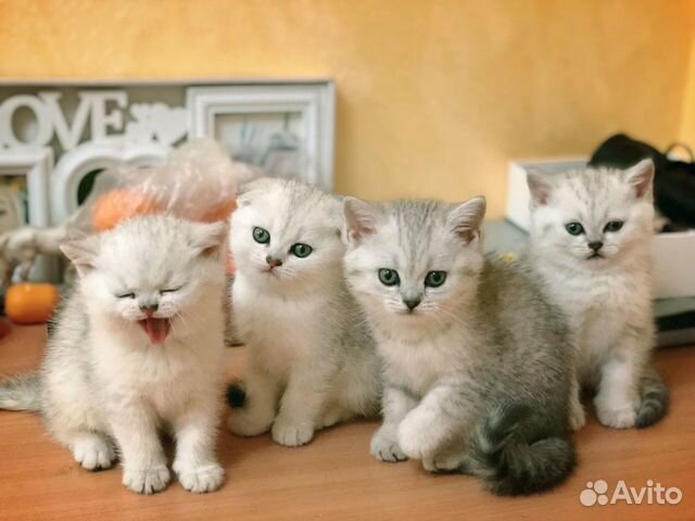 Шотландские шиншилловые котята