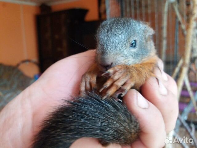 Домашние бельчата