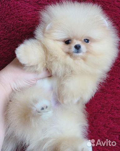 Шпиц минюшка