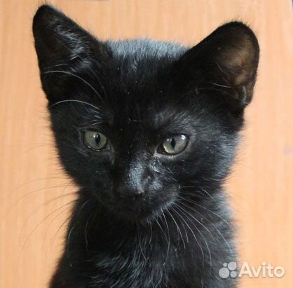 Черный котёночек