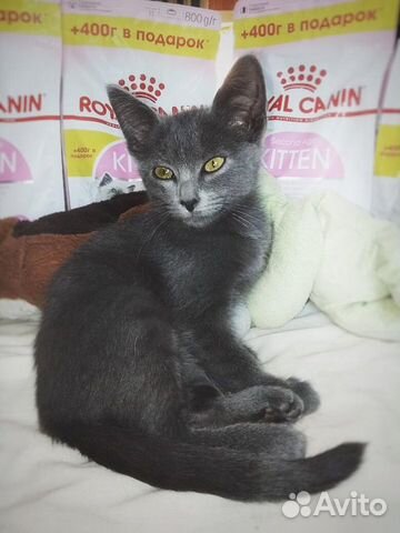 Ищет дом чудесная и ласковая девочка Шанель)