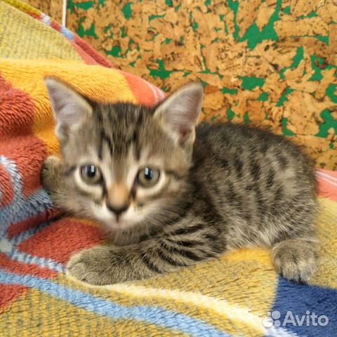Котята 1,5 месяца