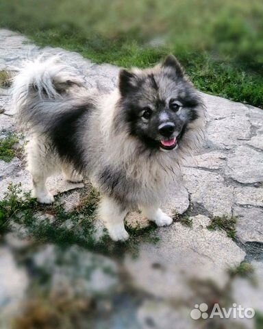 Кеесхонд, Кобель, 5 лет